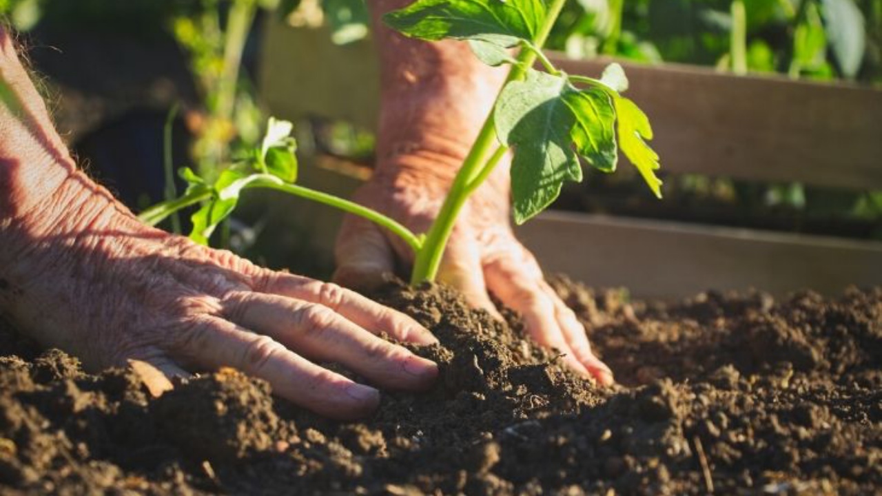 Agricoltura biodinamica: cos'è e come funziona Agricoltura biodinamica: cos'è e come funziona